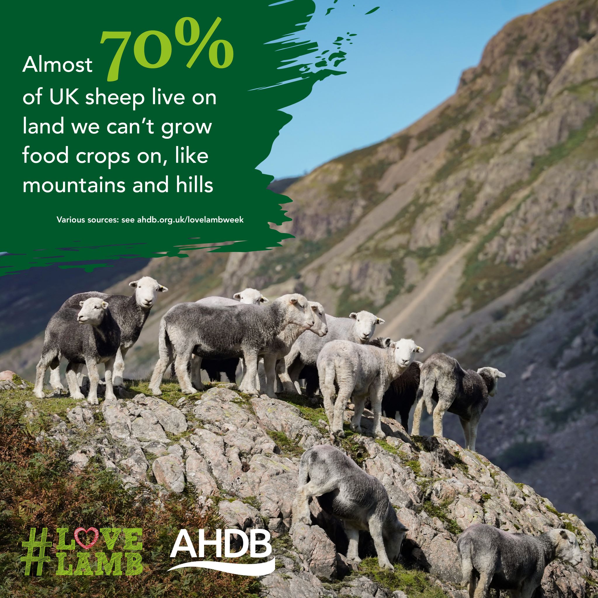 Love Lamb Week | Simply Beef & Lamb | Simply Beef & Lamb